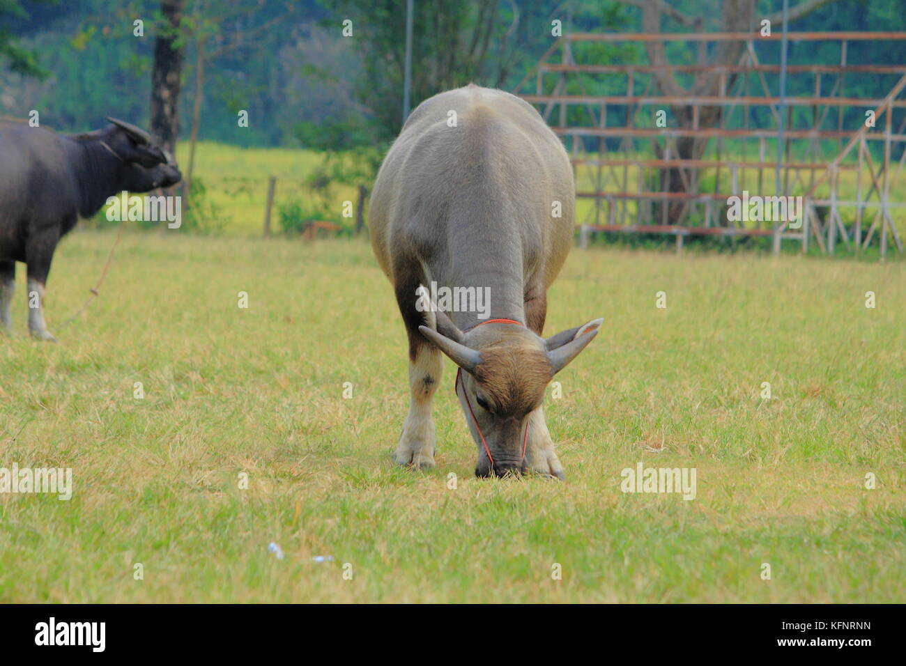 a group of young buffaloes in a grass field Stock Photo - Alamy