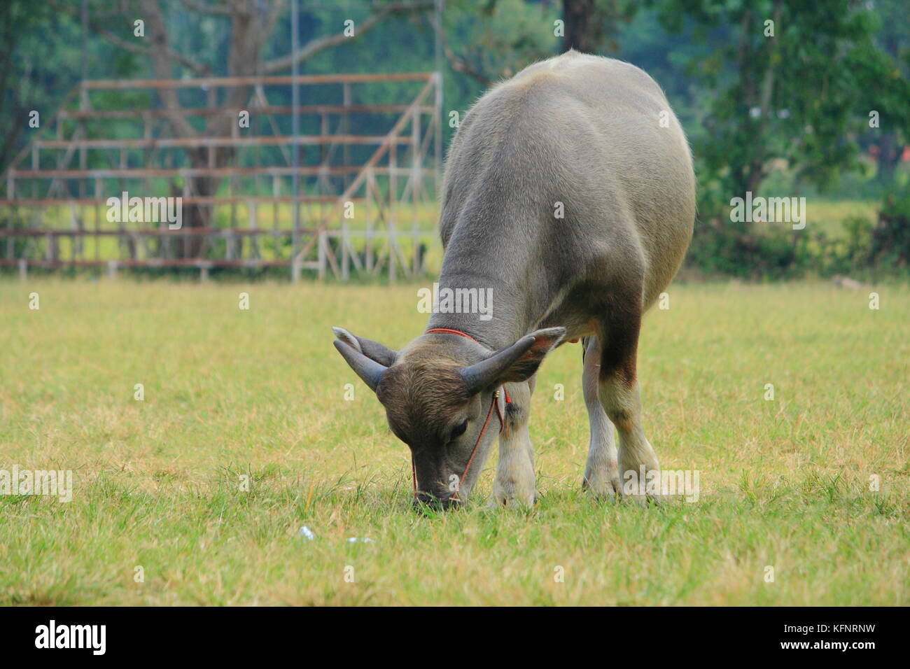a group of young buffaloes in a grass field Stock Photo - Alamy