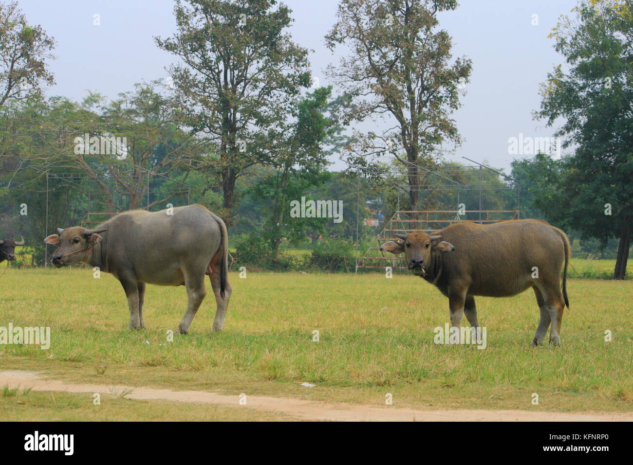 Buffaloes eat farm hi-res stock photography and images - Alamy