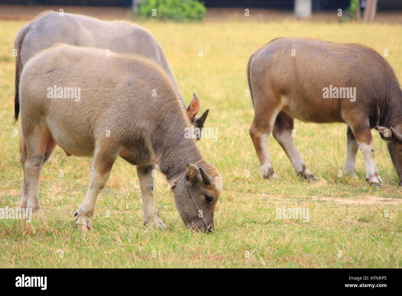 a group of young buffaloes in a grass field Stock Photo - Alamy