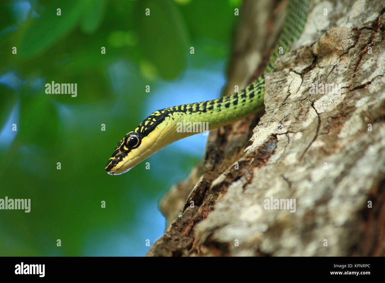 Golden tree snake on a tree in a forest Stock Photo - Alamy