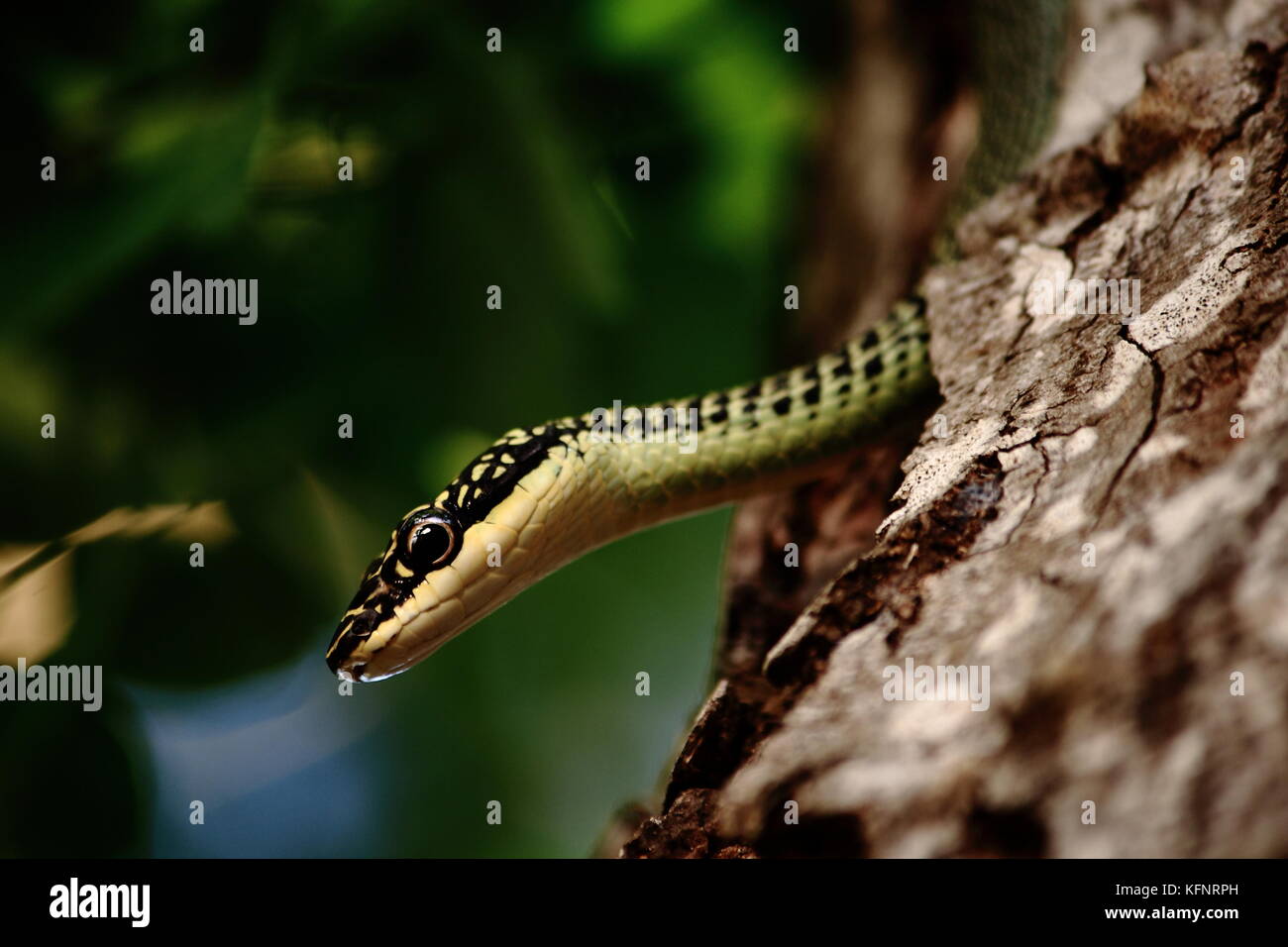 Gliding Snake High Resolution Stock Photography and Images - Alamy
