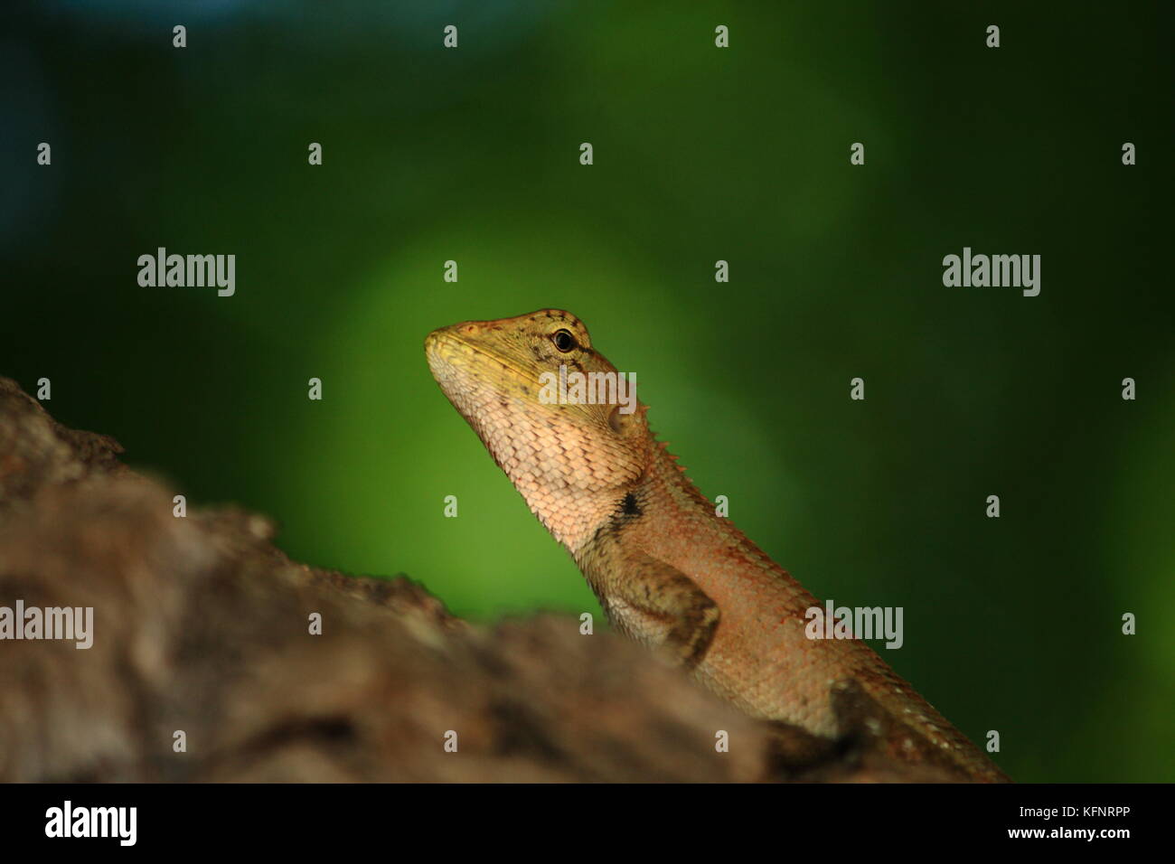 orange lizard on tree branch close up shot Stock Photo - Alamy
