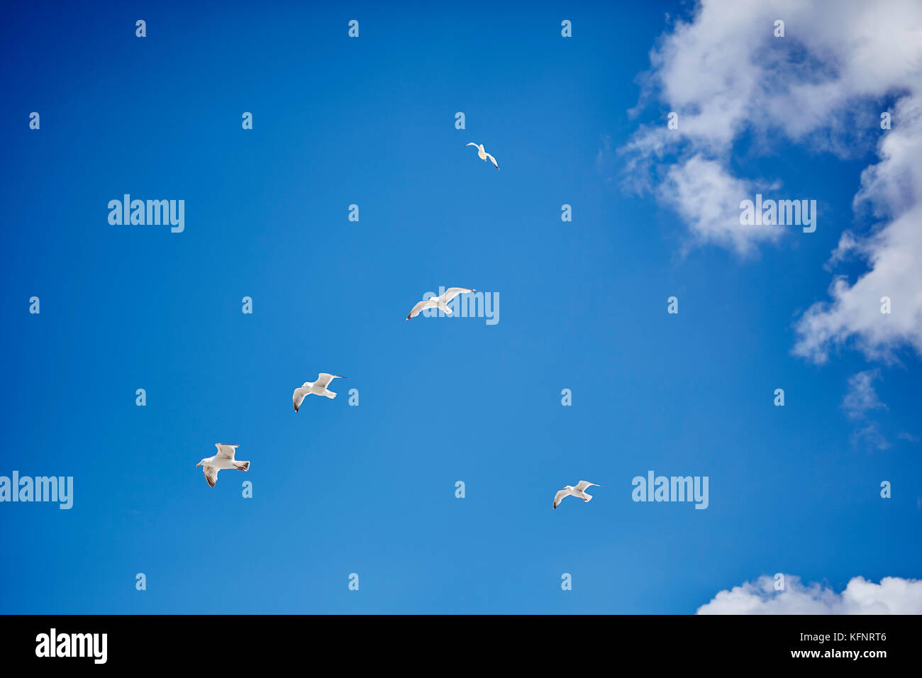 seagull formation flying in blue sky Stock Photo - Alamy