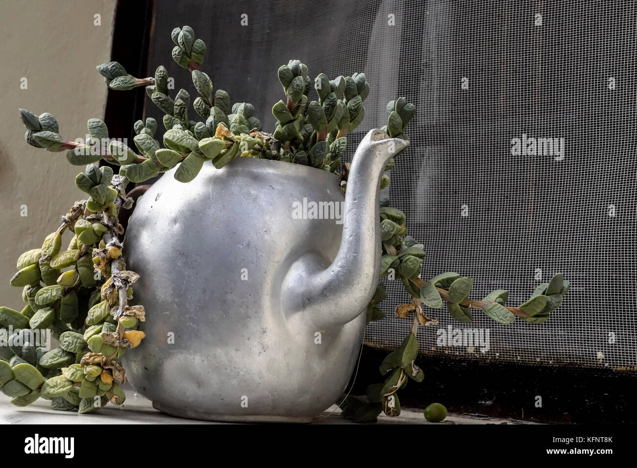 Old Teapot used as a Plant Pot Stock Photo - Alamy