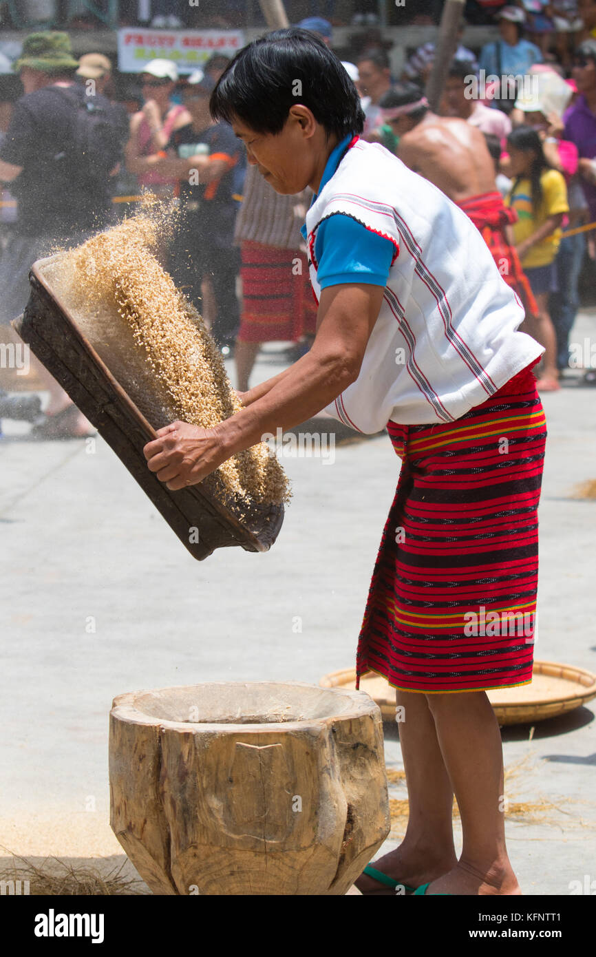 Ifugao woman winnows rice grain during traditional threshing ...