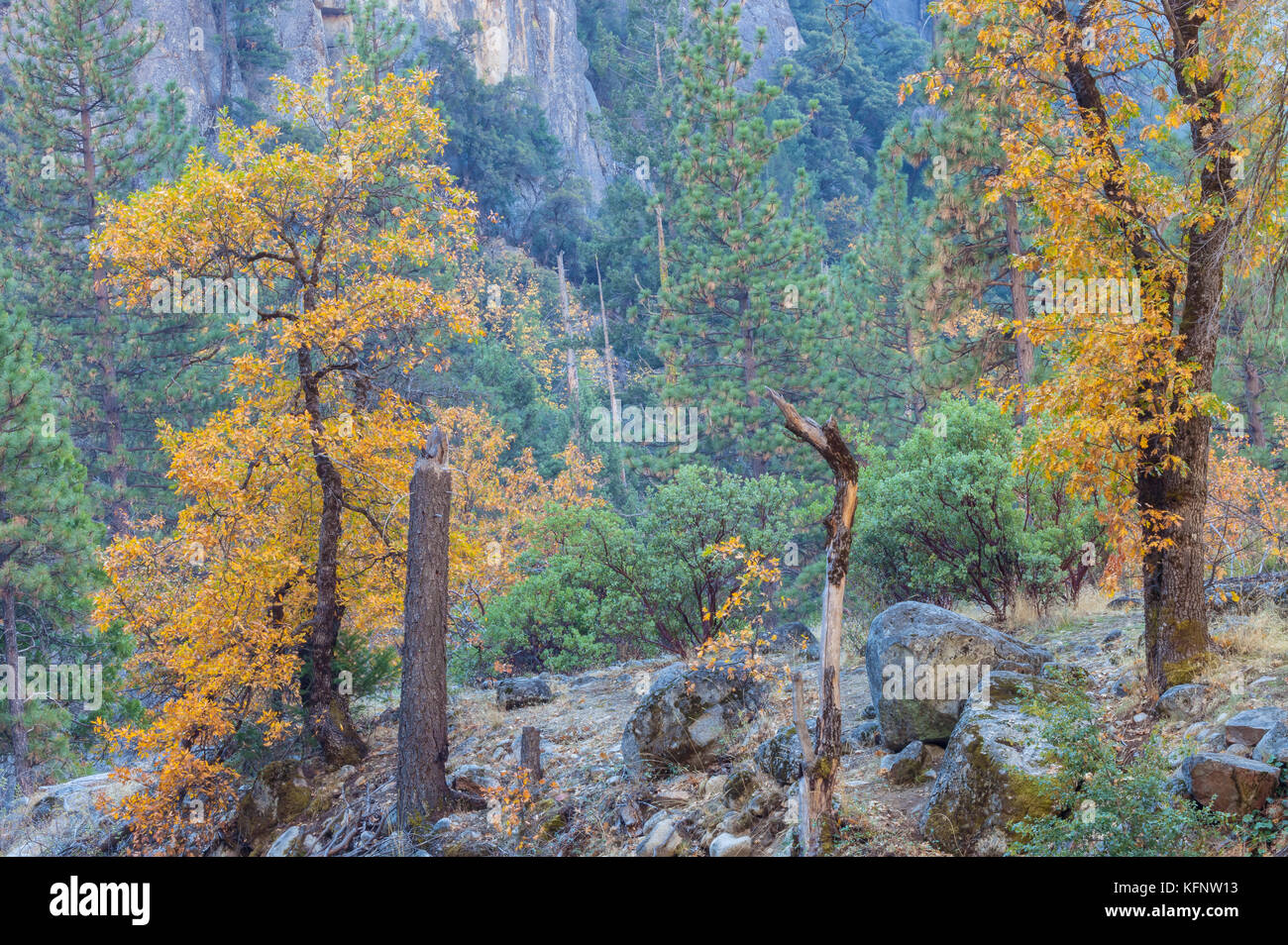 Black oak trees (Quercus kelloggii) in their fall foliage, Yosemite ...
