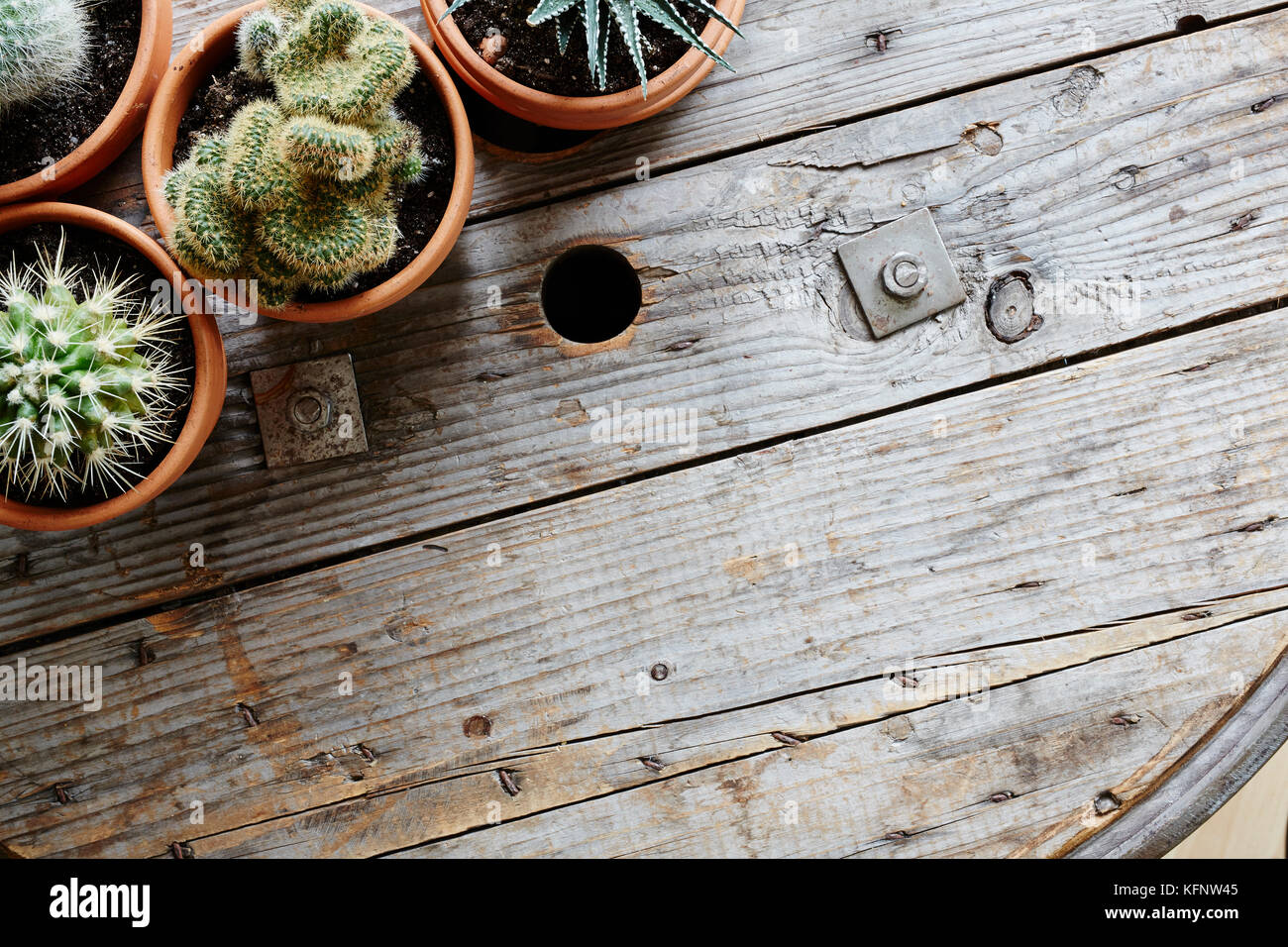 variety of cacti on used industrial wood table Stock Photo - Alamy