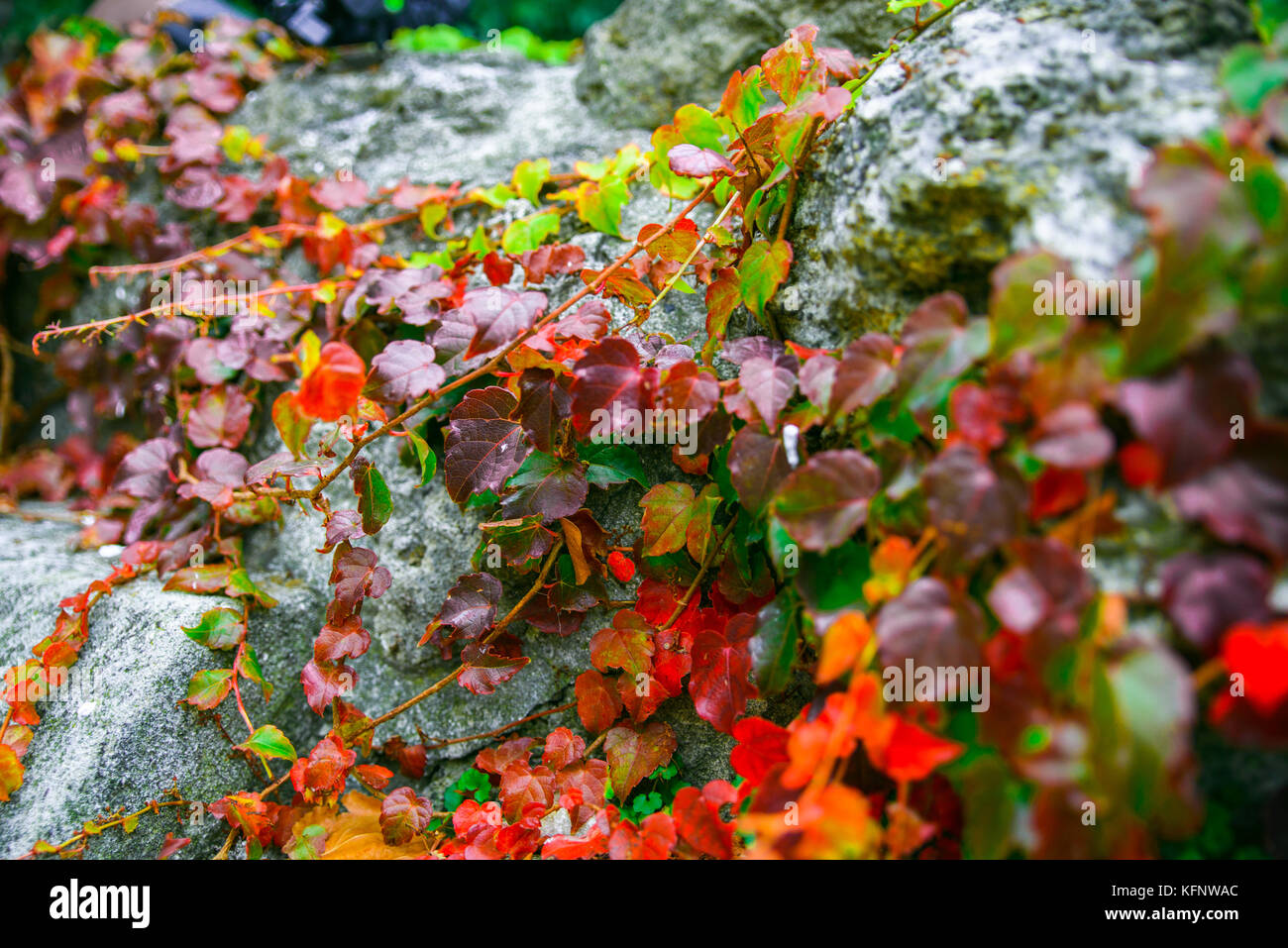 Autumn ivy leafs on grey rocks Stock Photo - Alamy