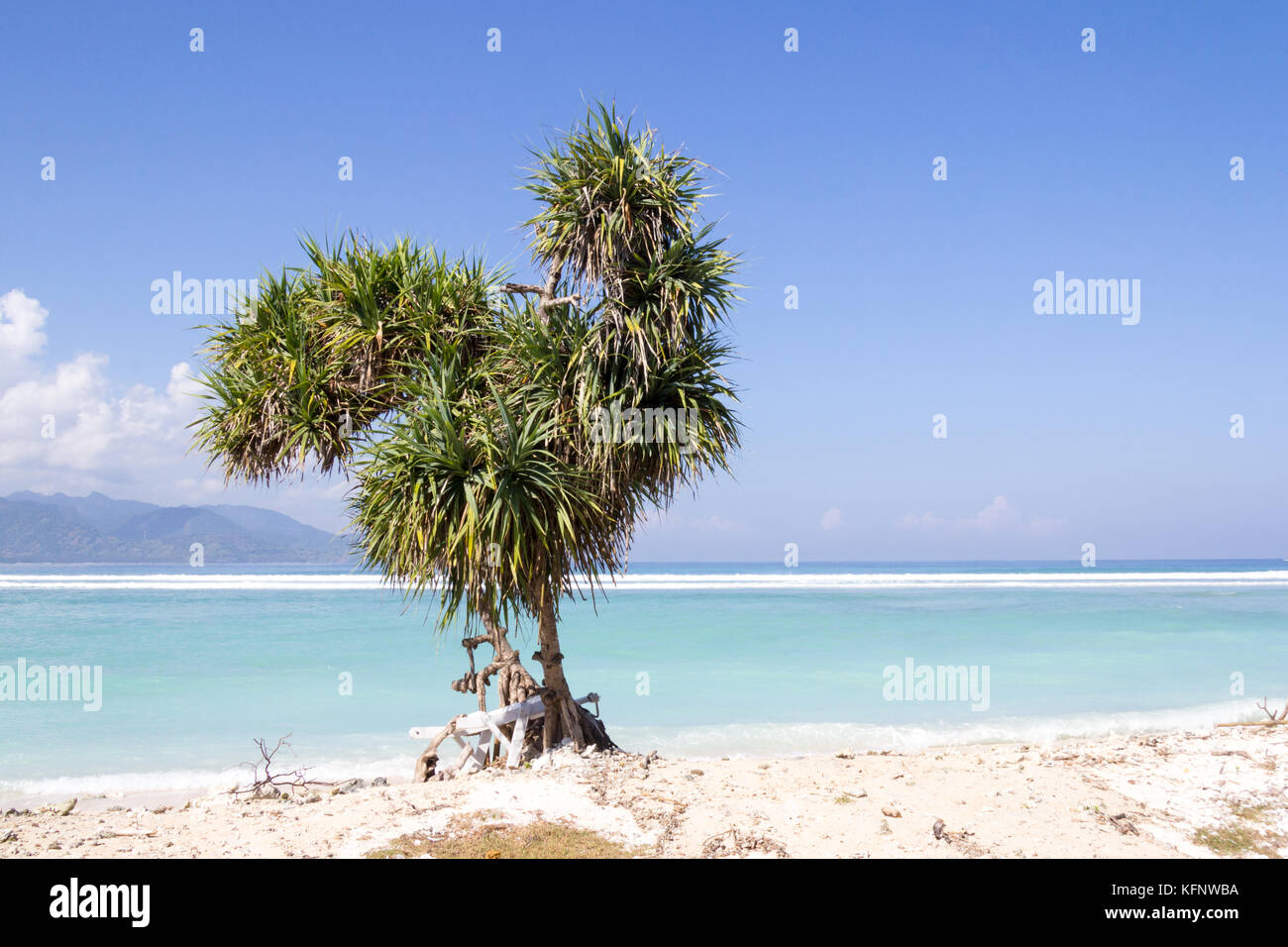 Pandanus tree hi-res stock photography and images - Alamy