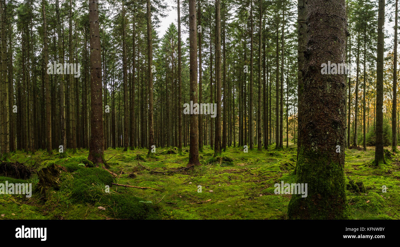 virgin fir forest in Sweden Stock Photo - Alamy