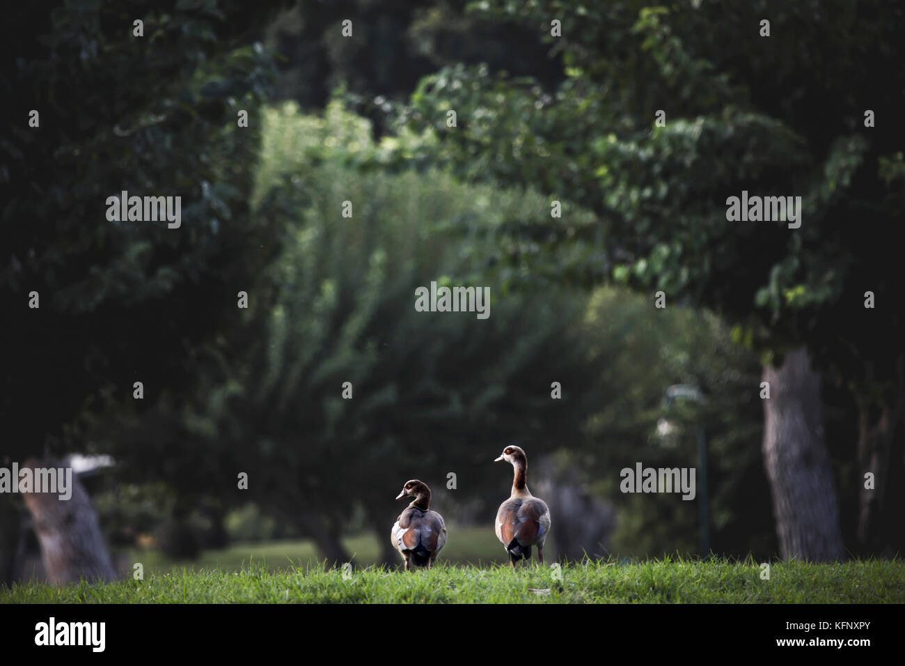 Canada goose (Branta canadensis) preening. This goose grows up to 100 ...