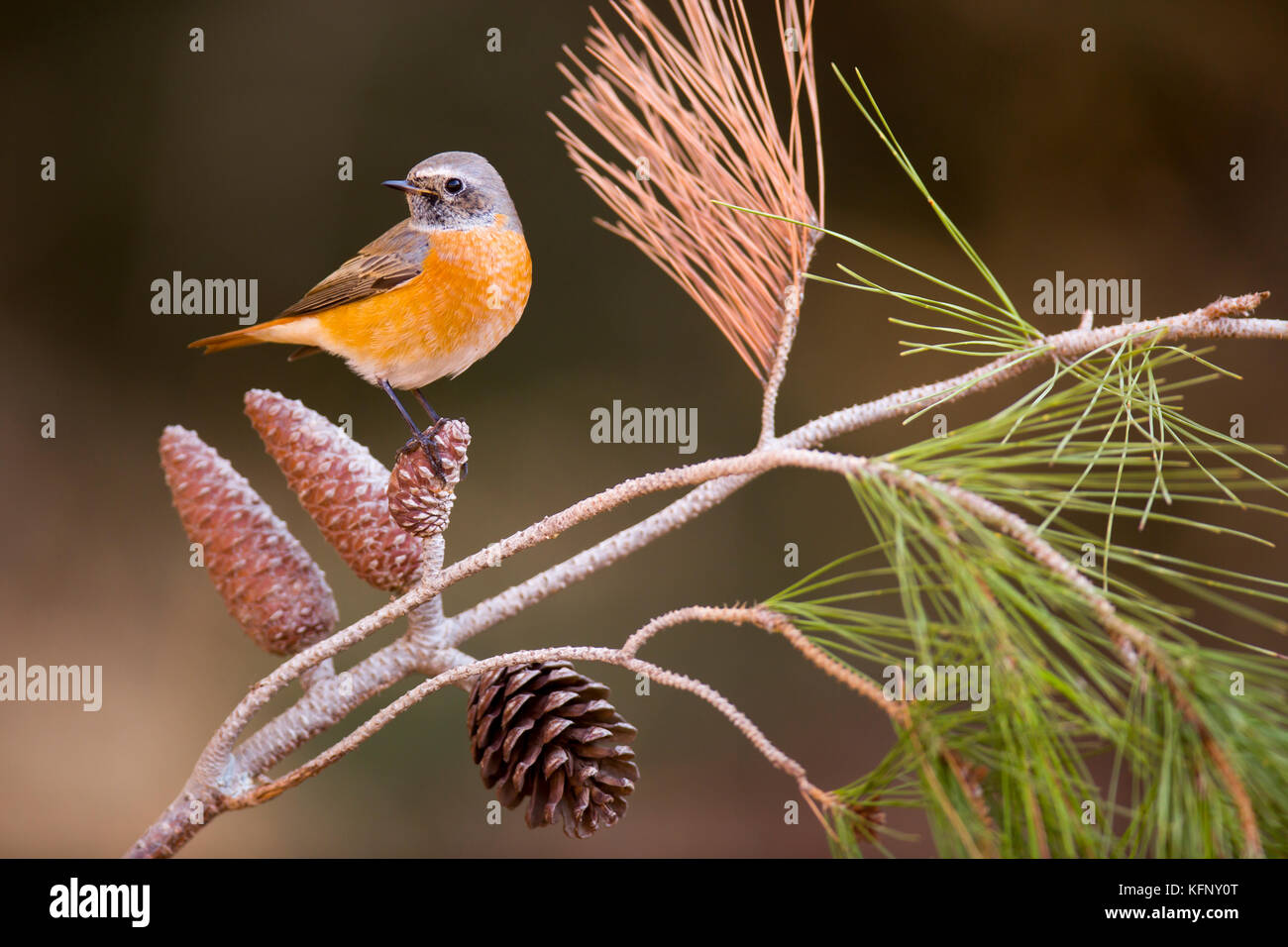 Juvenile male redstart hi-res stock photography and images - Alamy