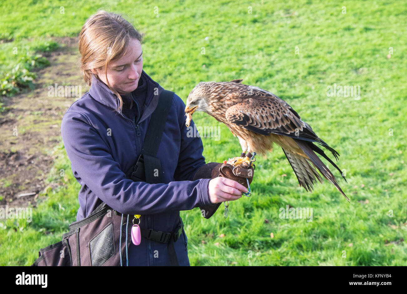 Free Falconry display of red kite and Harris Hawk at National Botanic ...