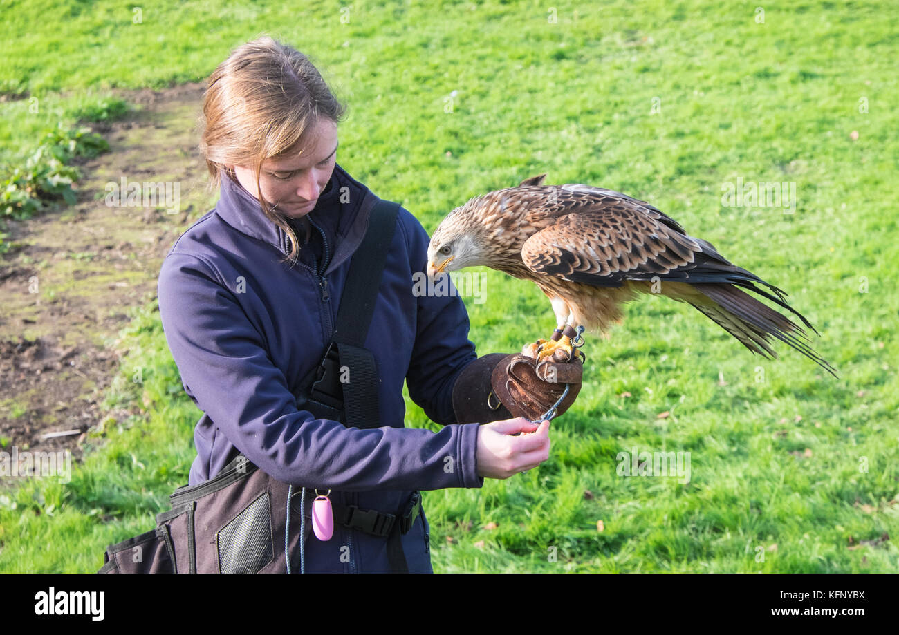 Free Falconry display of red kite and Harris Hawk at National Botanic ...