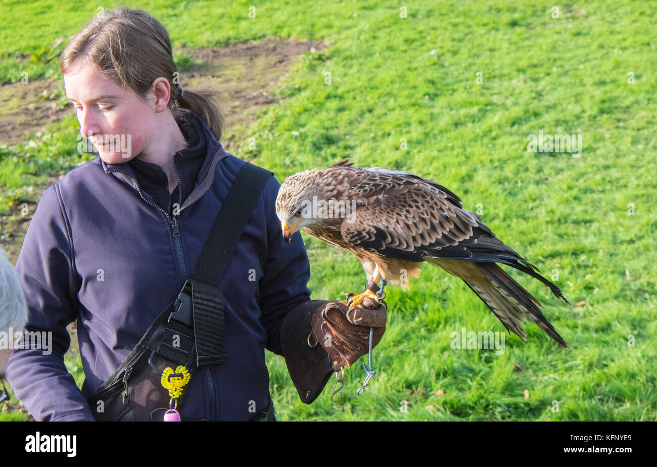 Free Falconry display of red kite and Harris Hawk at National Botanic ...