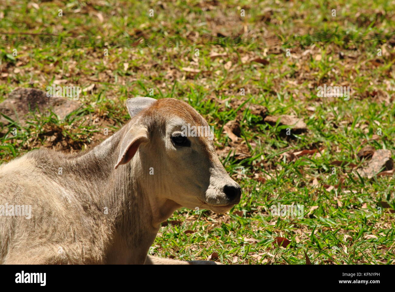 brazilian young cow Stock Photo - Alamy