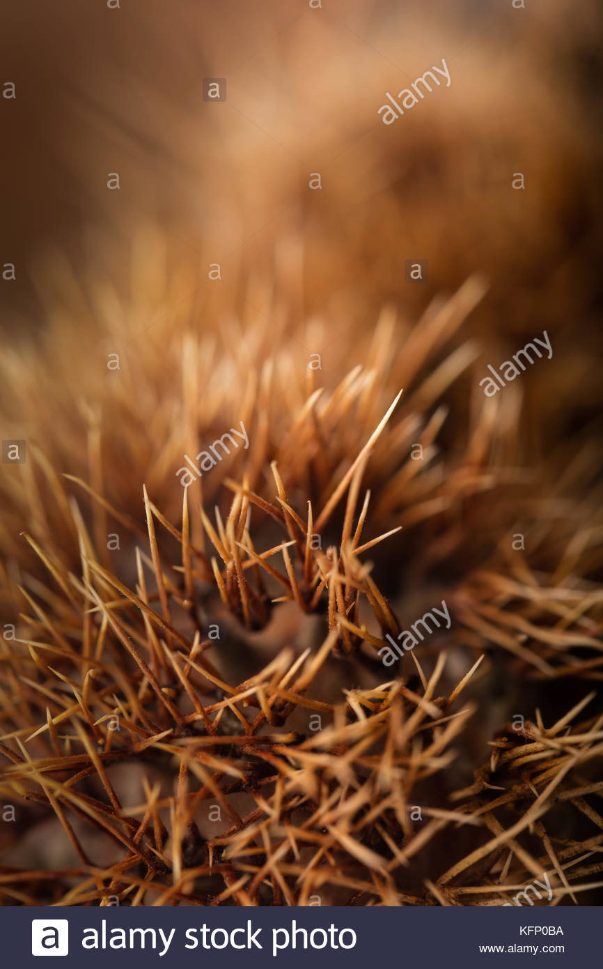 Prickly Burr Stock Photos & Prickly Burr Stock Images - Alamy