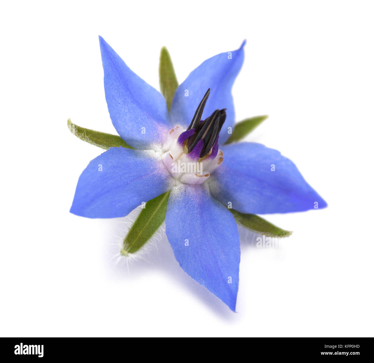 Borage flower isolated on white background Stock Photo - Alamy