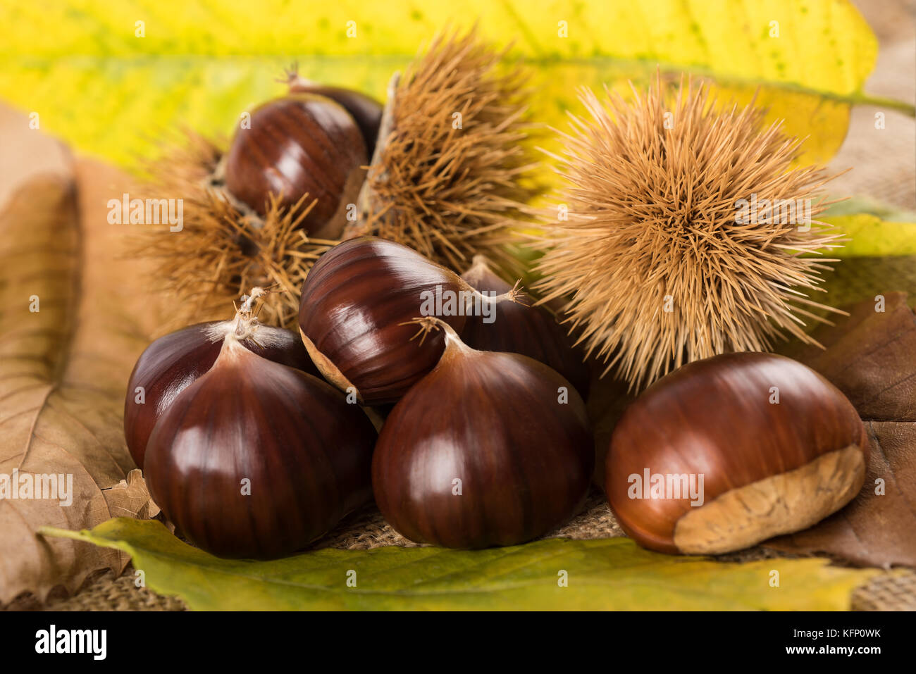 American chestnut leaves hi-res stock photography and images - Alamy