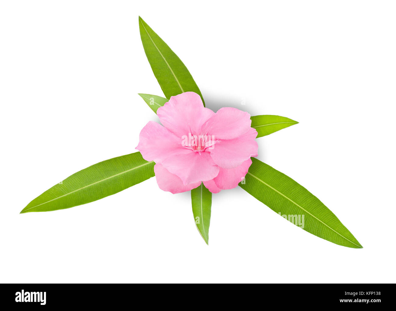 Nerium Oleander branch with flower and leaves isolated on white Stock ...