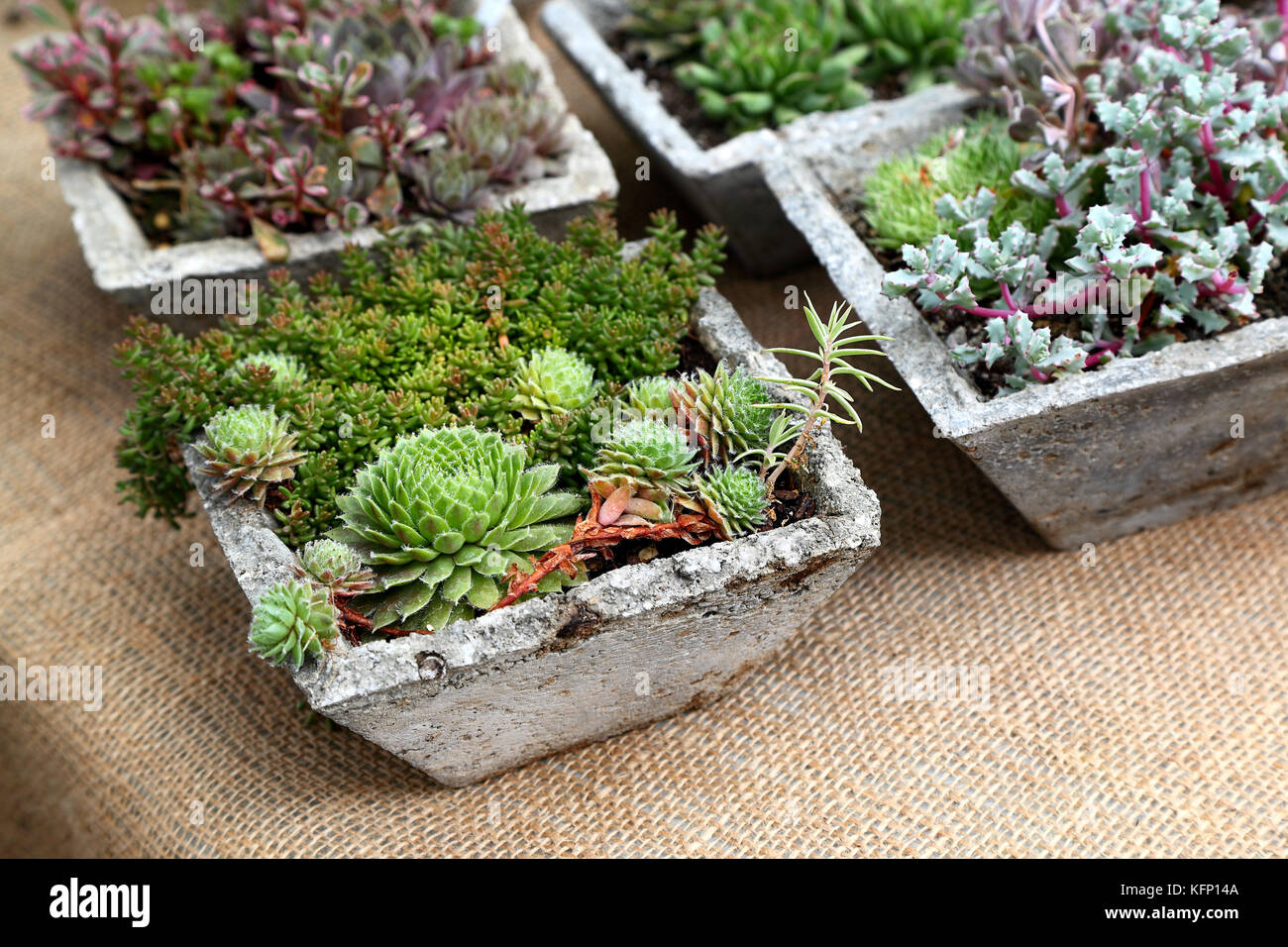 Mini Cactus Garden Arrangements Stock Photo - Alamy