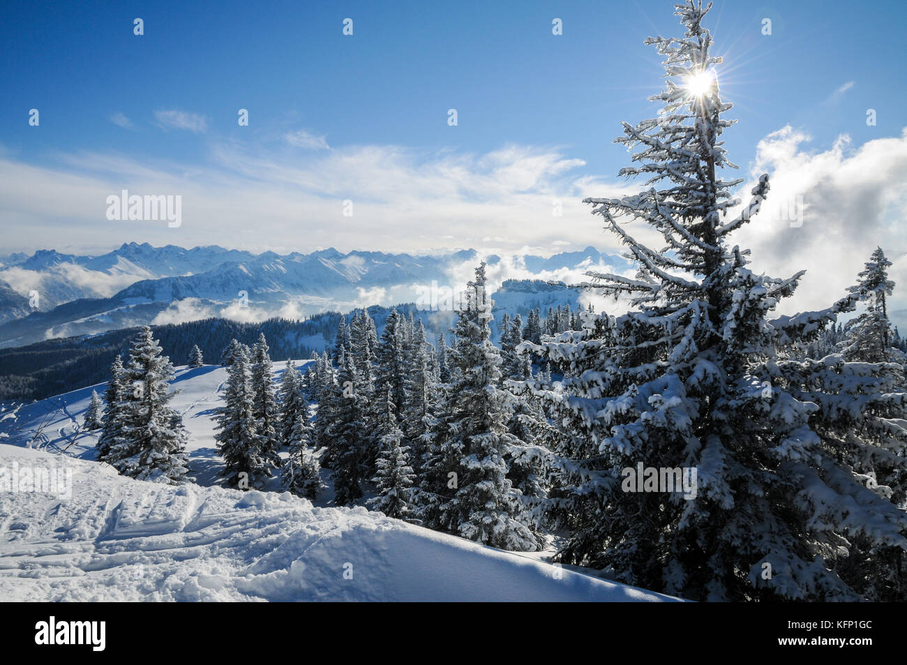 Sunshine behind trees hi-res stock photography and images - Alamy