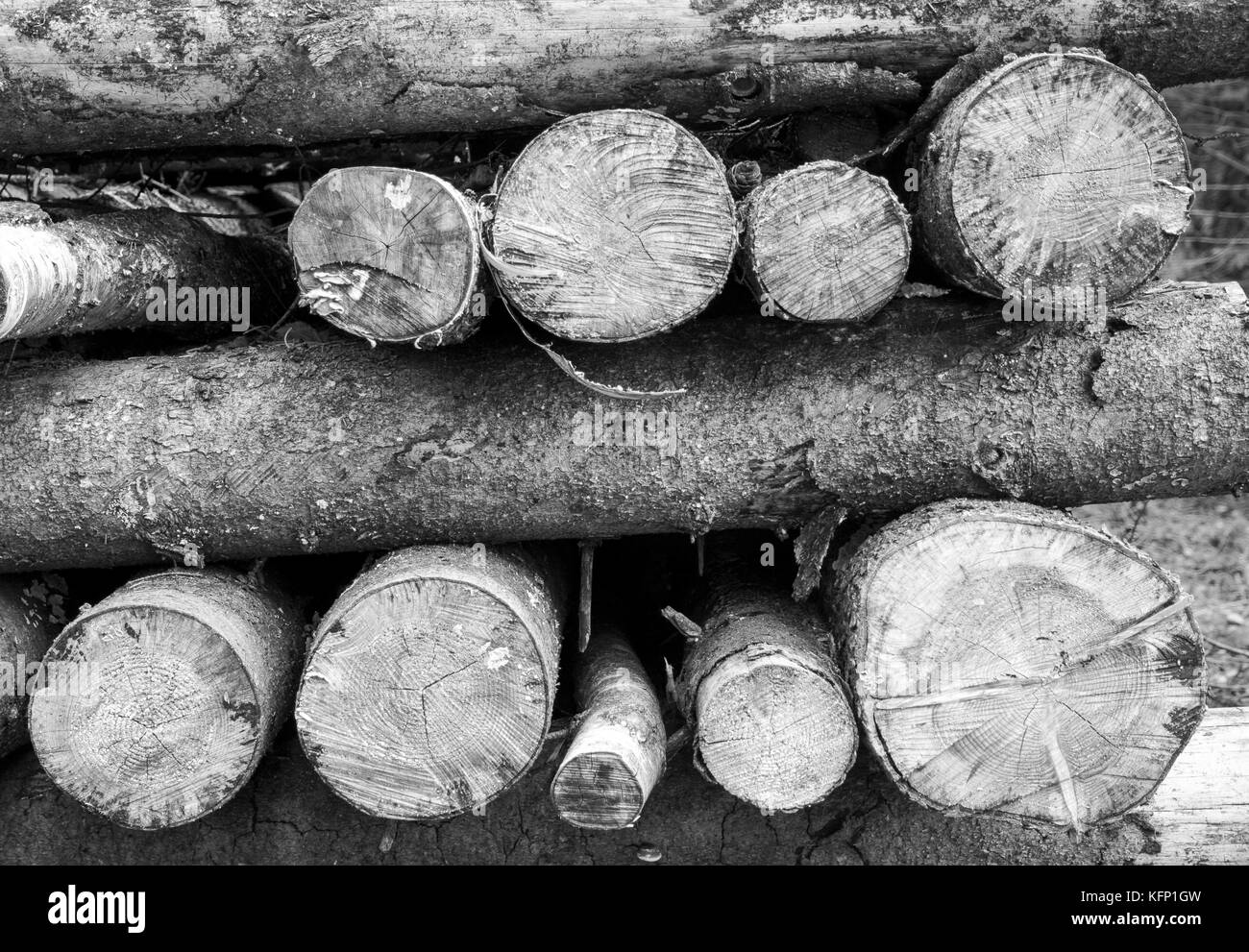 A wood pile in the forest Stock Photo - Alamy