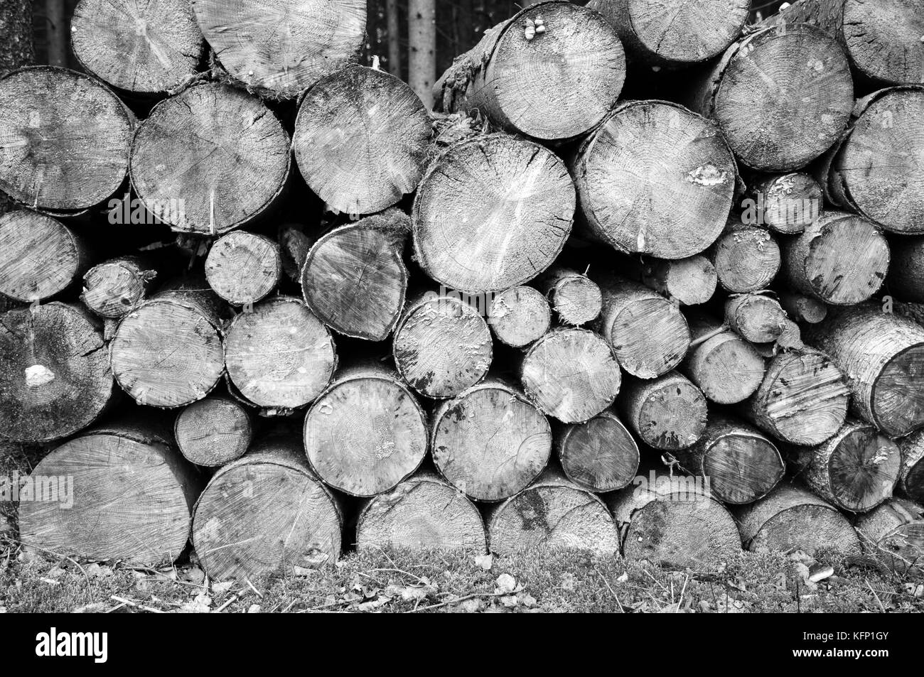 A wood pile in the forest Stock Photo - Alamy
