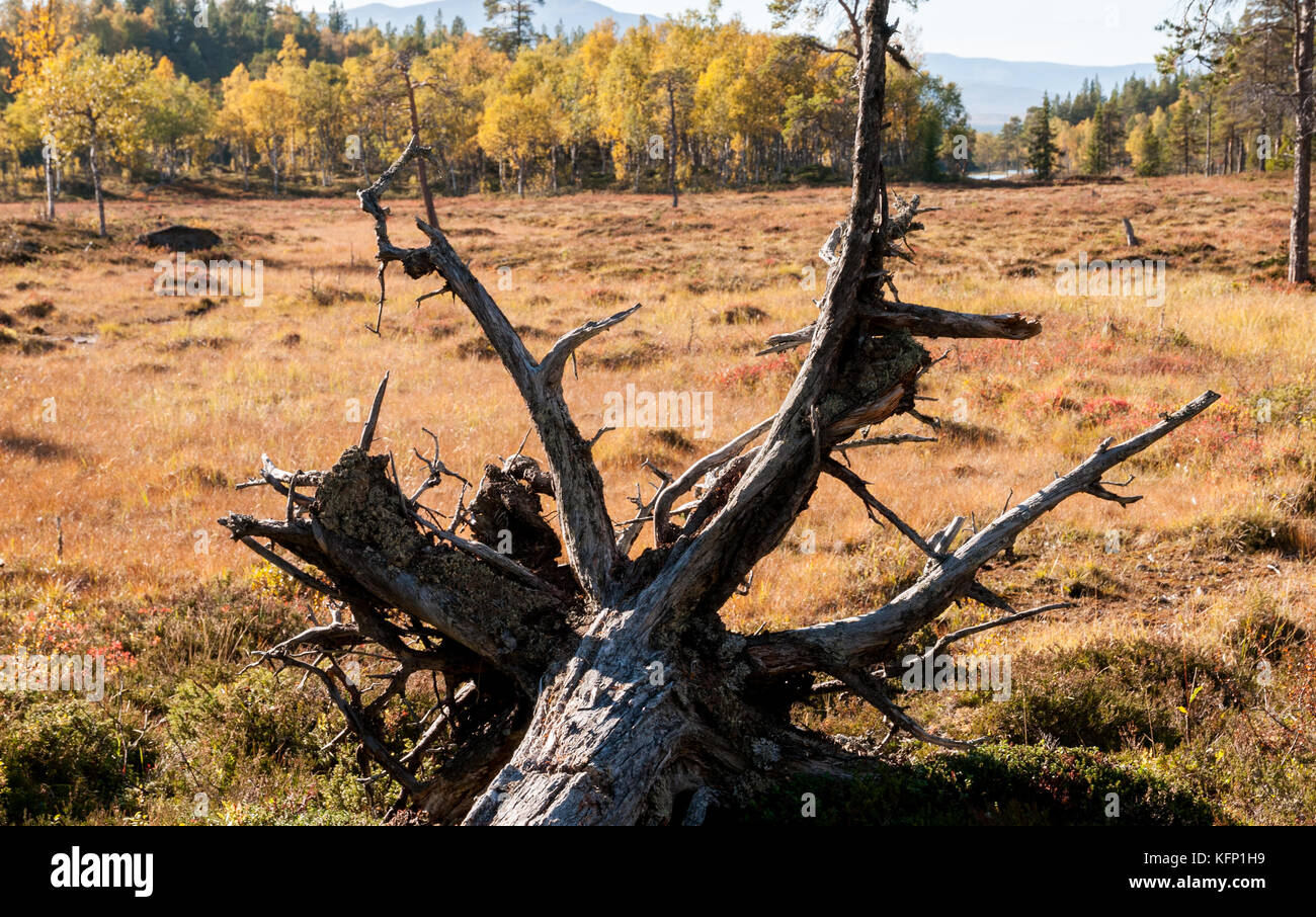 Old Dead Tree Fallen Over High Resolution Stock Photography and Images ...