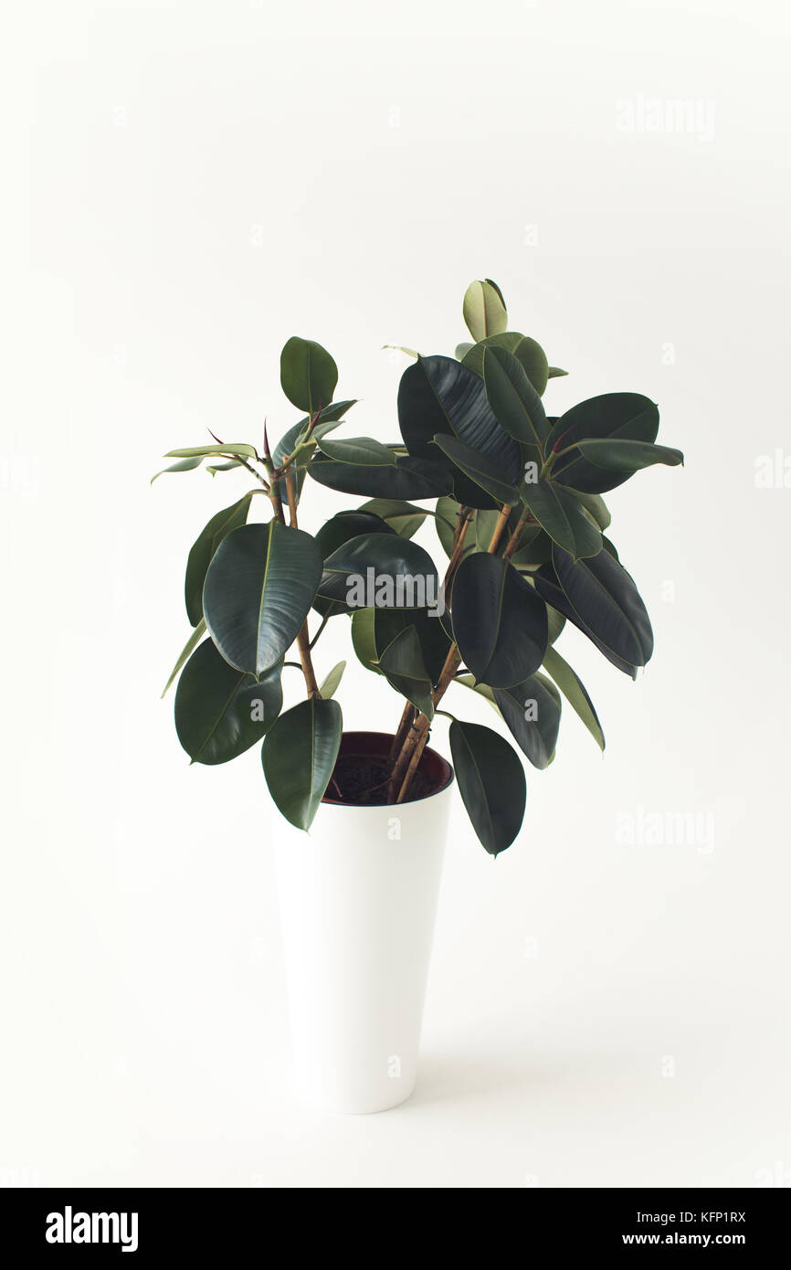 potted ficus plant Stock Photo - Alamy