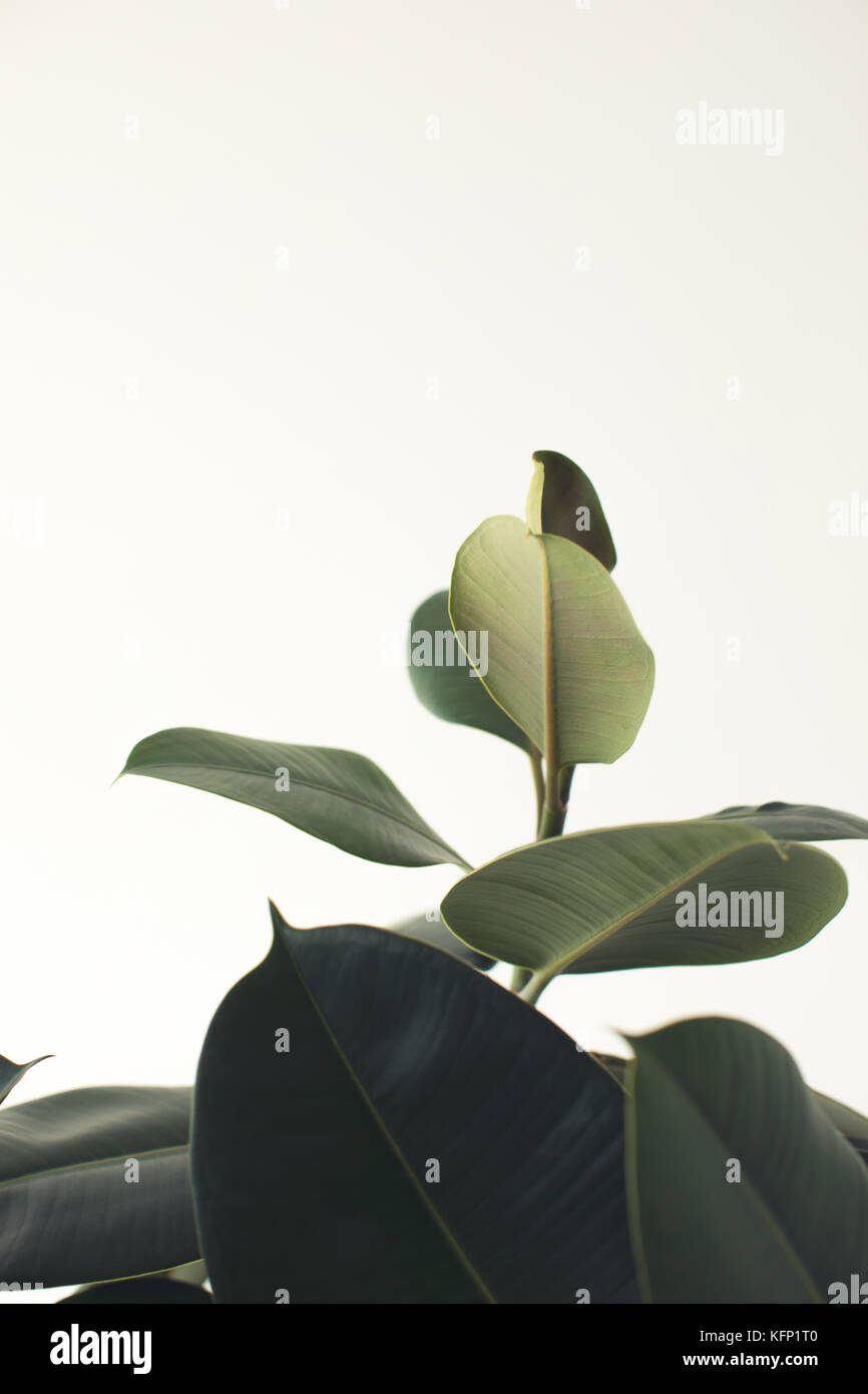 green ficus plant Stock Photo - Alamy