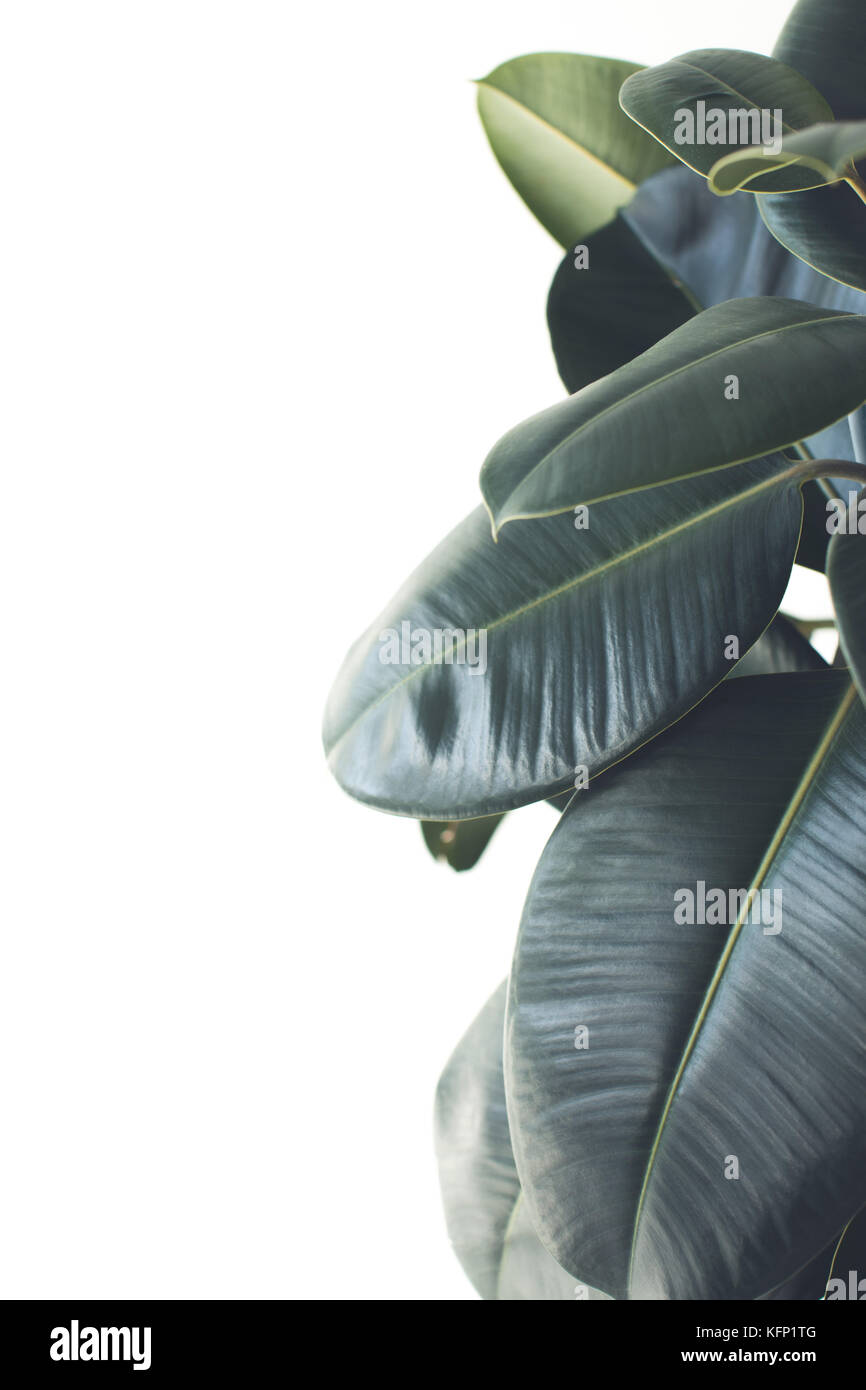 green ficus plant Stock Photo - Alamy