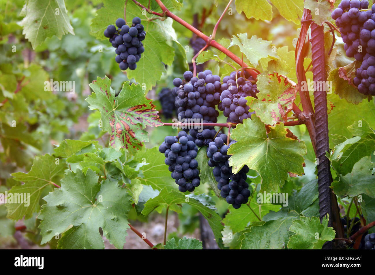 Growing grape clusters on the branches Stock Photo - Alamy