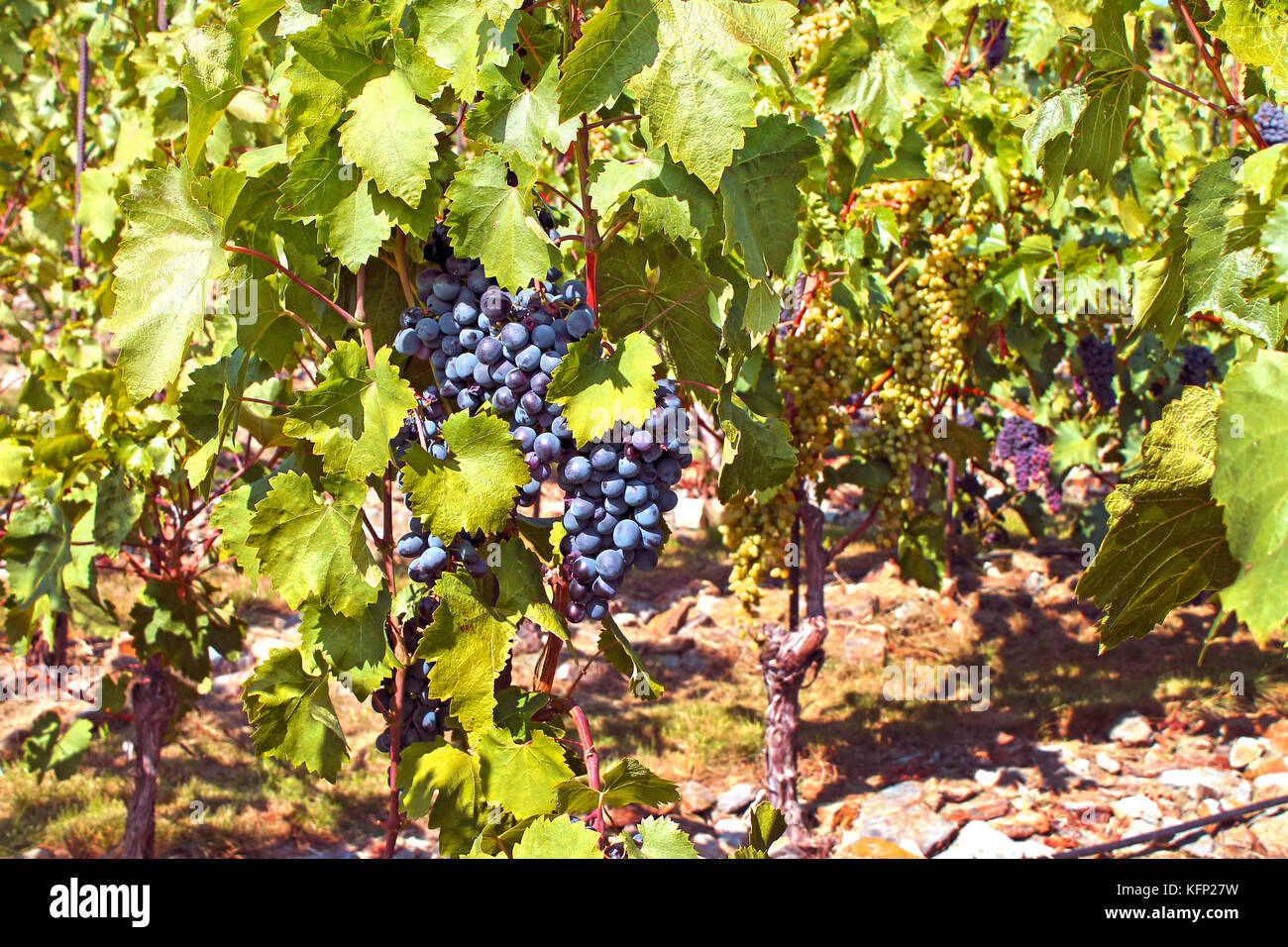 Growing grape clusters on the branches Stock Photo - Alamy