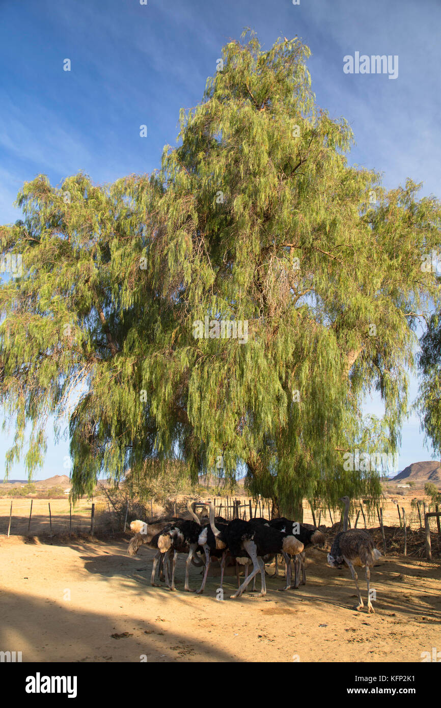 Highgate Ostrich Farm, Oudtshoorn, Western Cape, South Africa Stock ...