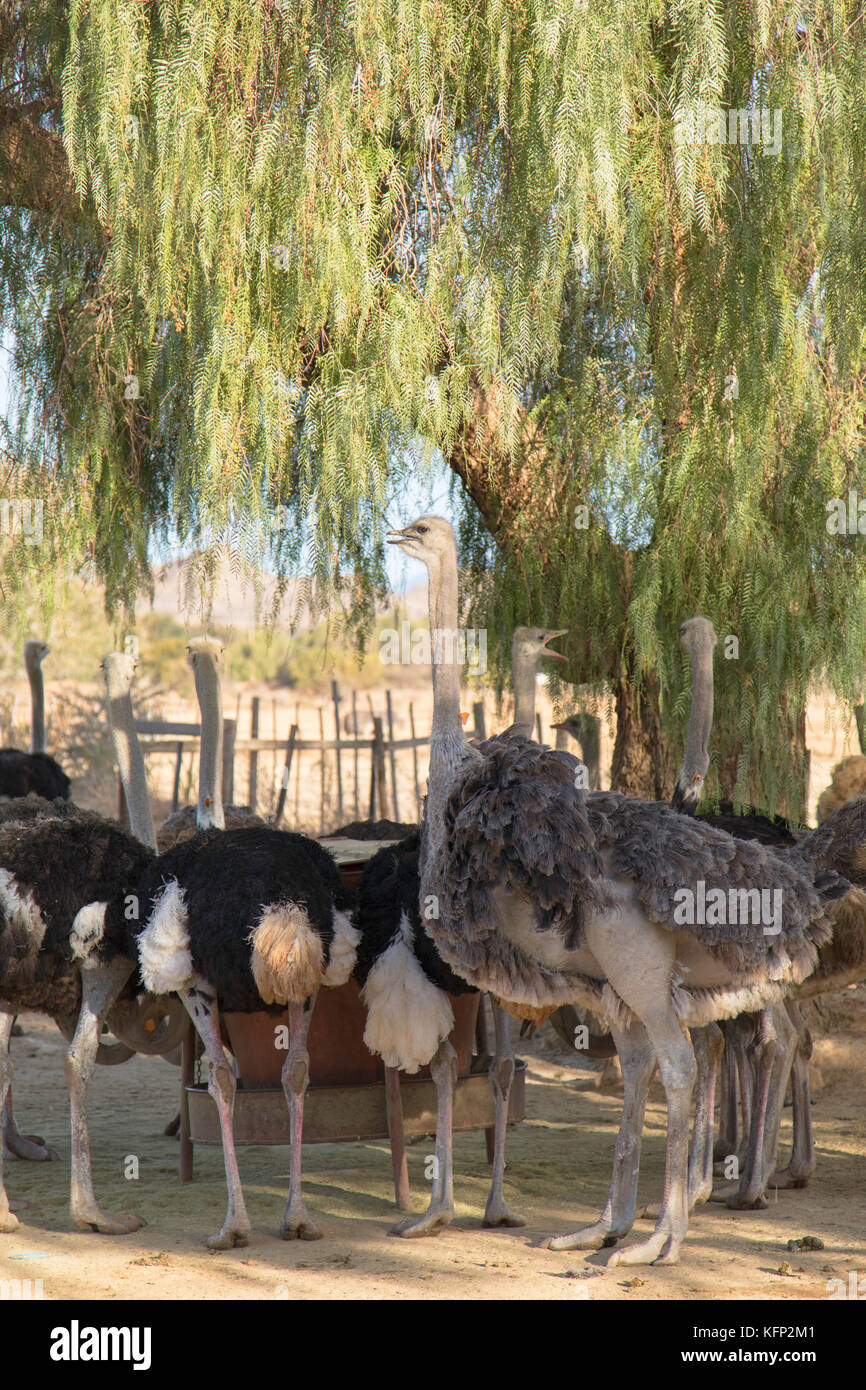 Highgate ostrich farm hi-res stock photography and images - Alamy