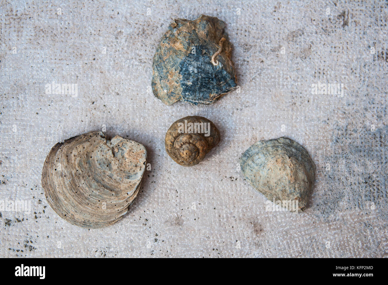 Fossils in Pisticci, Italy. Pisticci is a town in the province of ...