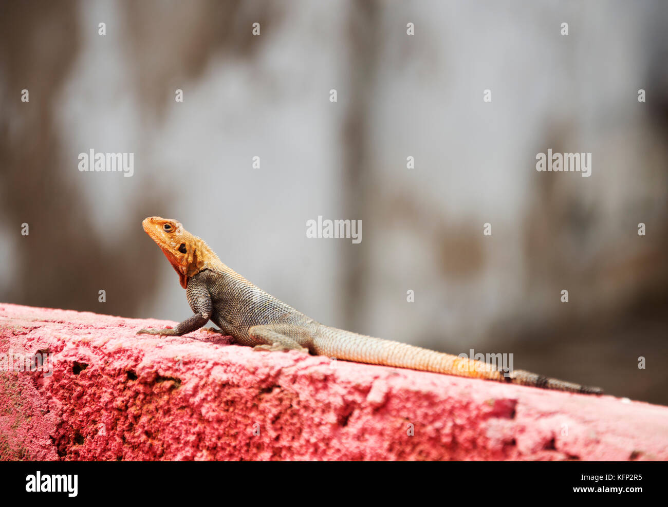 Rainbow lizard hi-res stock photography and images - Alamy