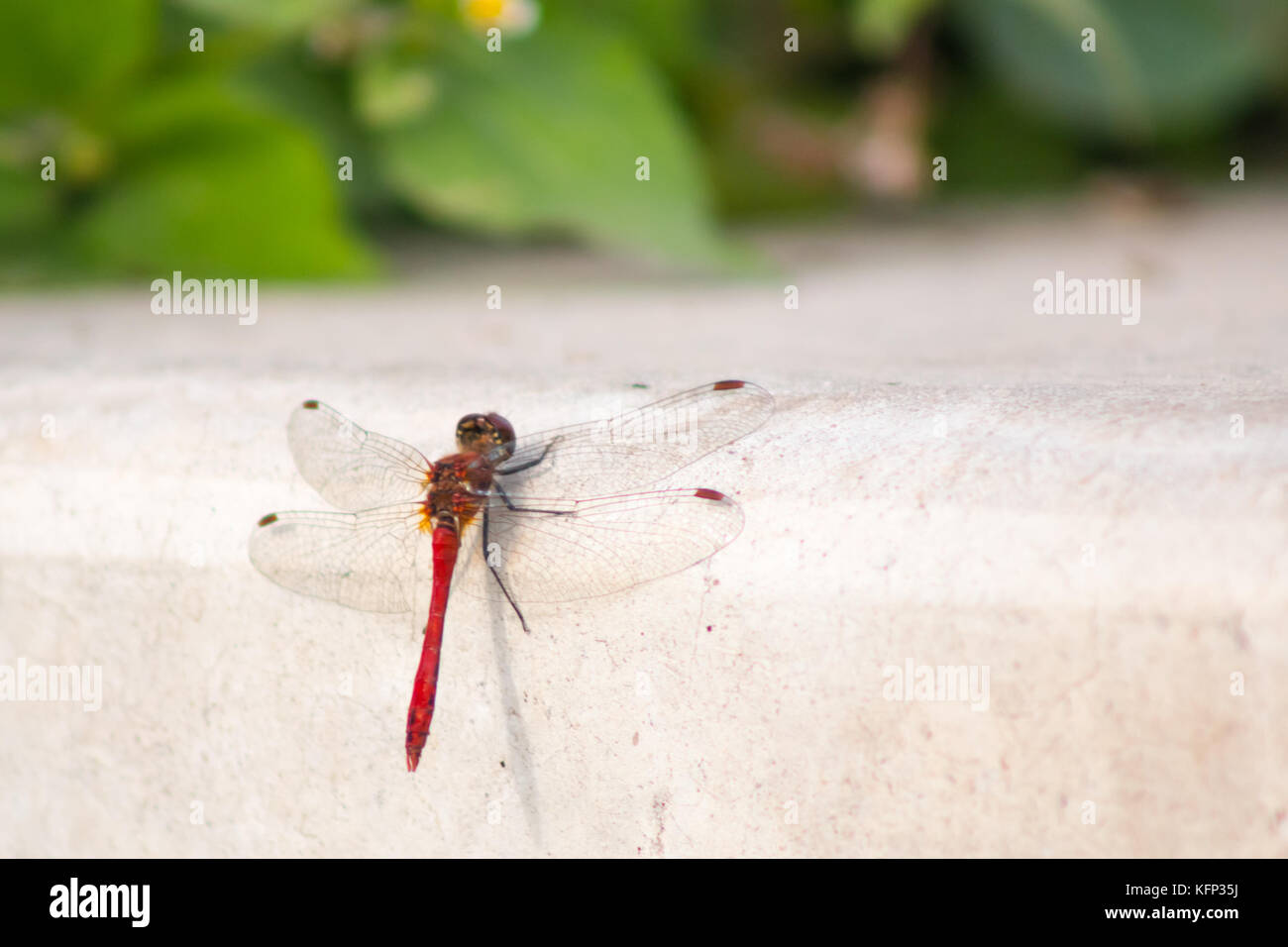 Dragonfly sits on a white marble staircase close macro Stock Photo - Alamy