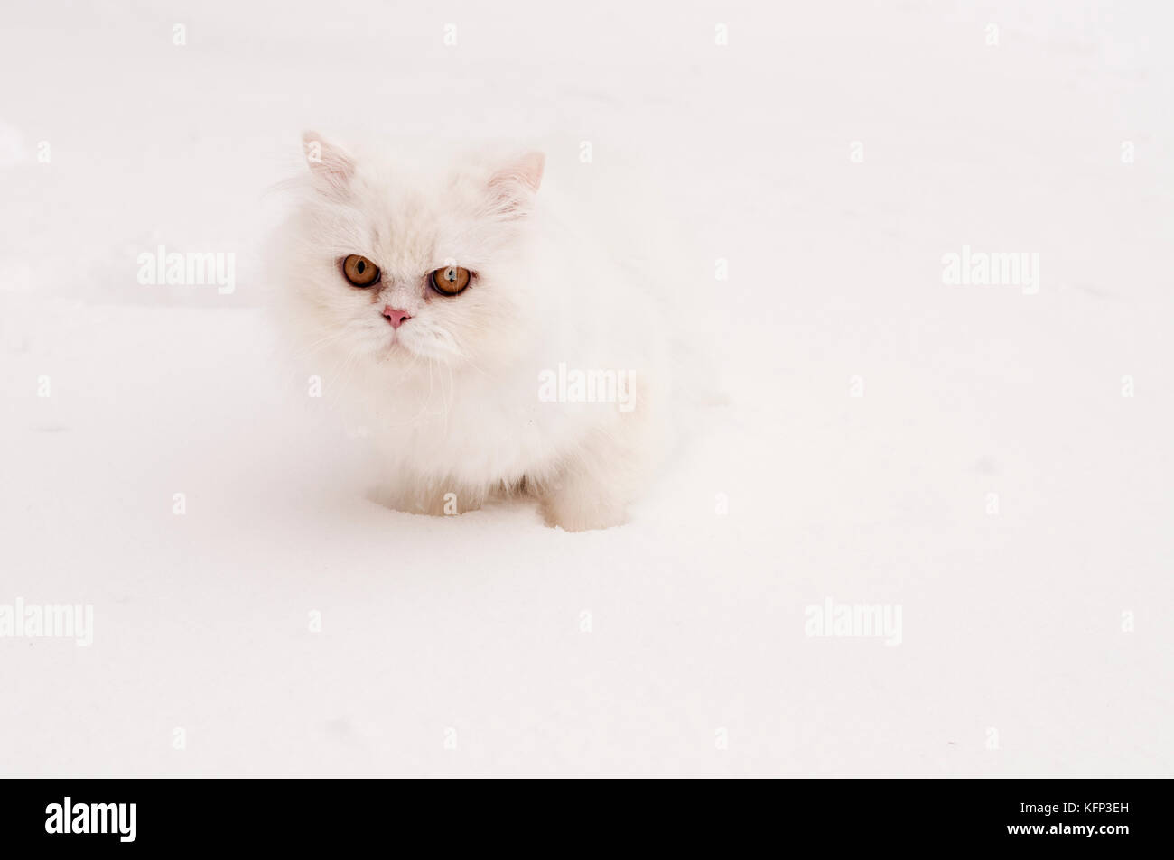 Kitty in the snow Stock Photo - Alamy