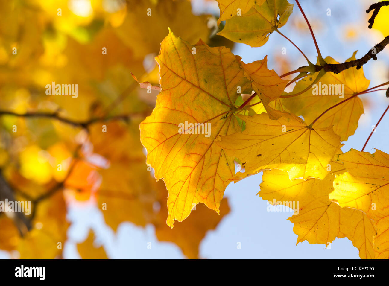 Yellow maple leaf Stock Photo - Alamy