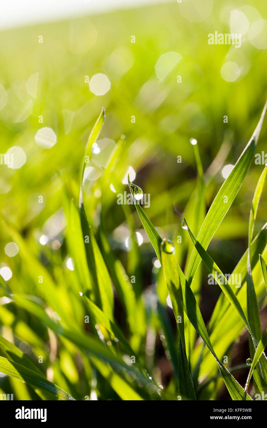 Fresh grass with dew Stock Photo - Alamy