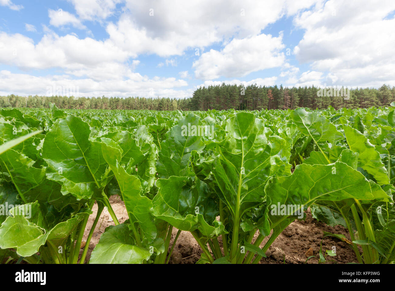 Sugar beet garden hi-res stock photography and images - Alamy