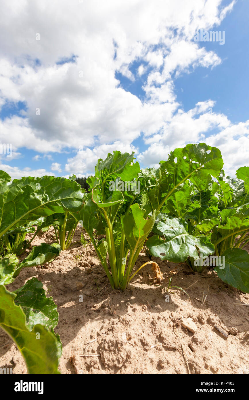 field of sugar beet Stock Photo - Alamy