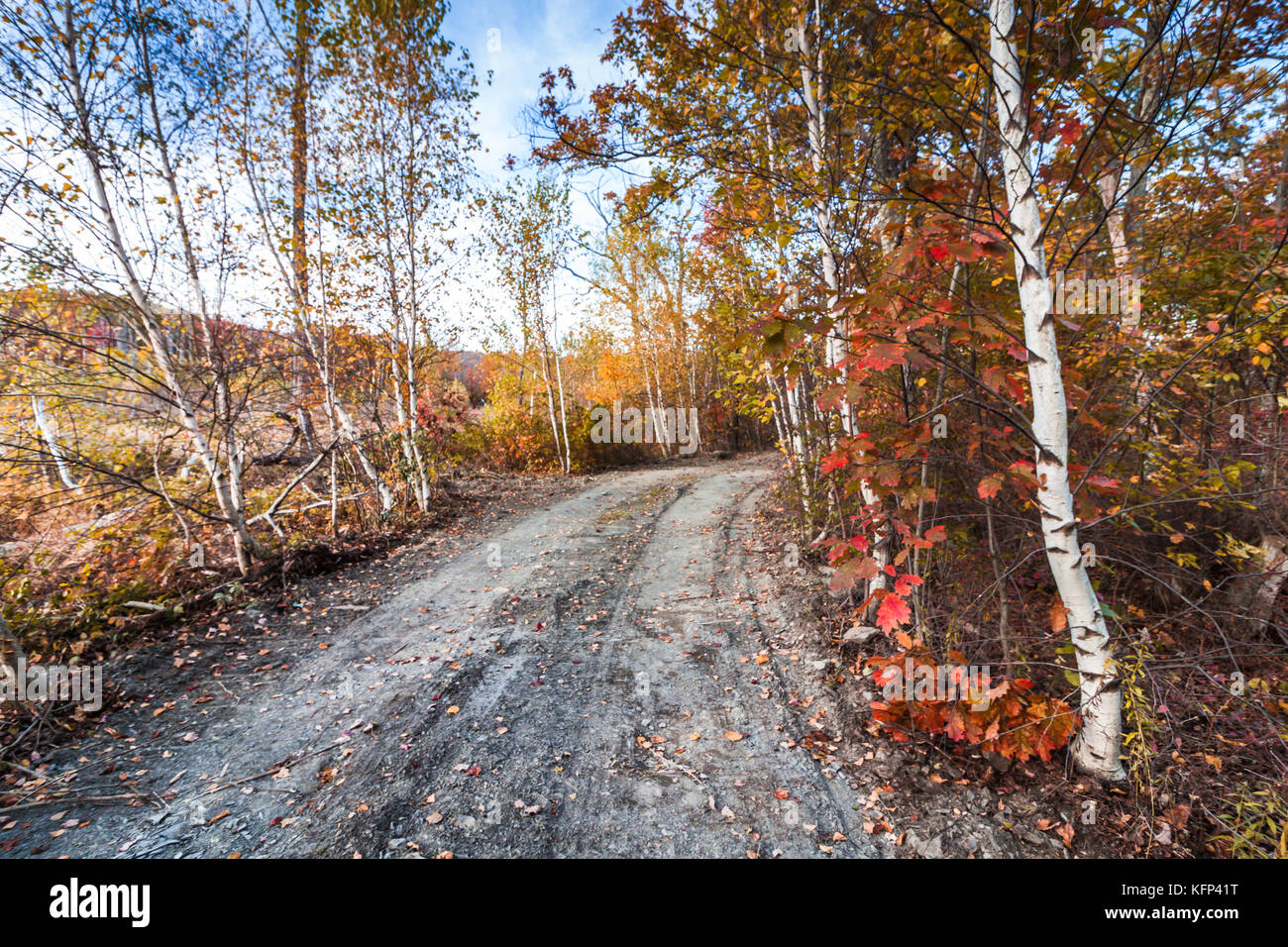 Colorful birch trees line the dirt path at Lake Rutherford at High ...