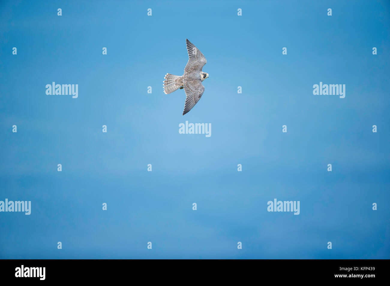 Young Peregrine Falcon flying over the Hudson River as seen from above ...