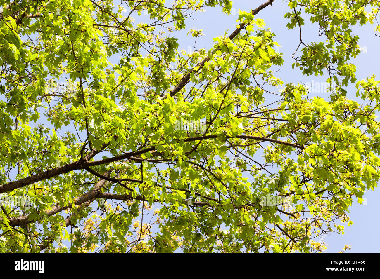 maple tree spring leaves Stock Photo - Alamy