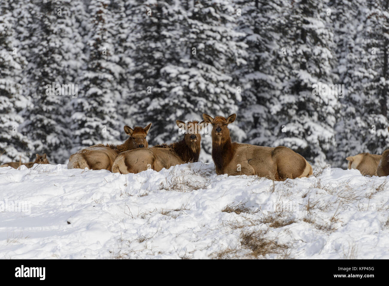 Female elk hi-res stock photography and images - Alamy