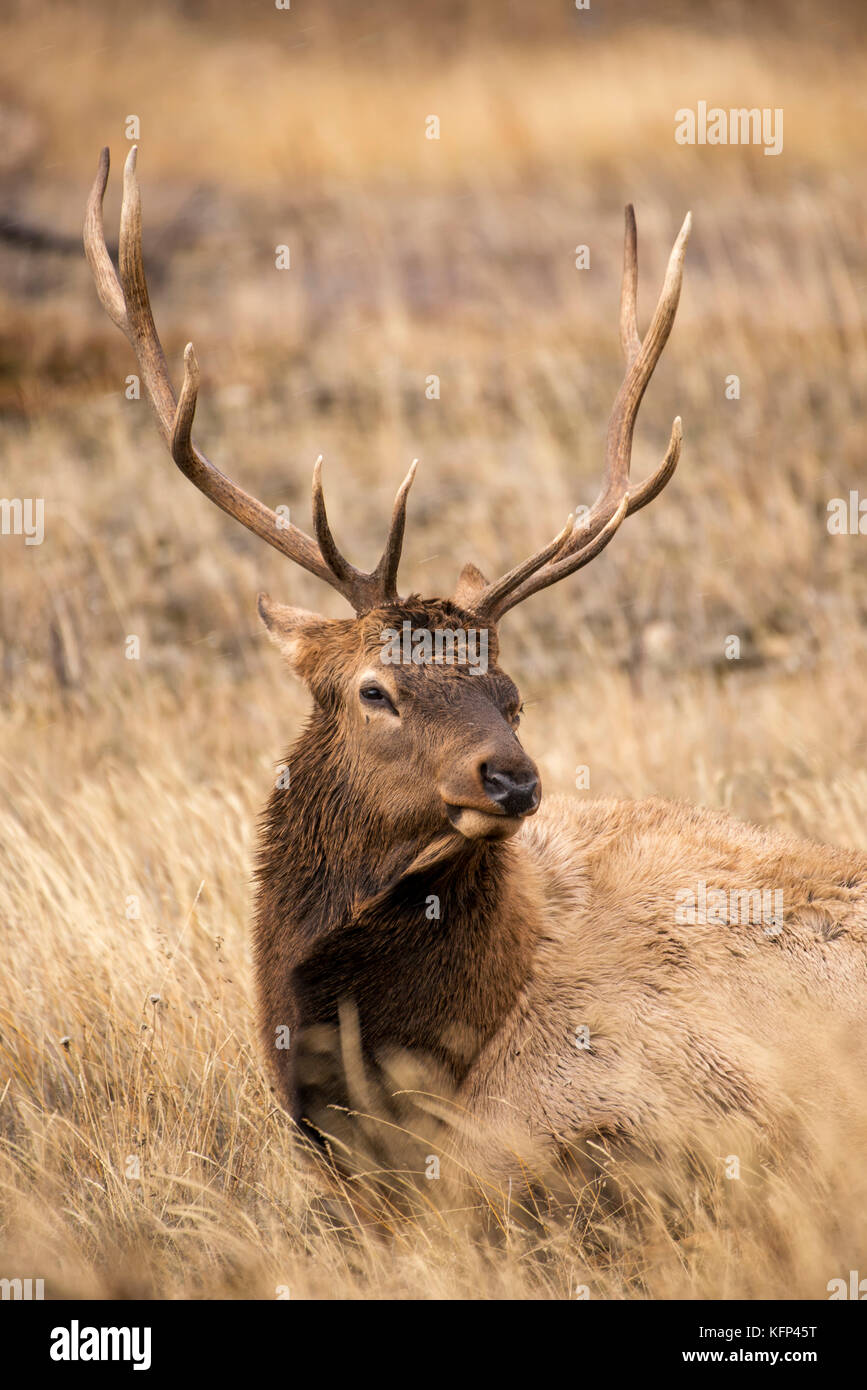 Resting elk hi-res stock photography and images - Alamy